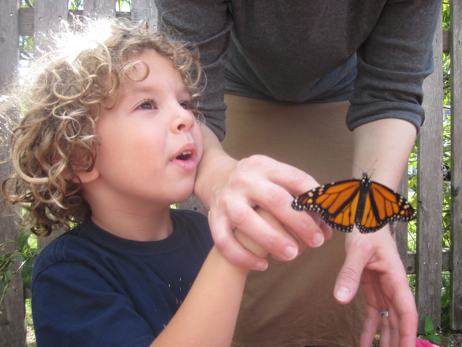 Steps for creating your own butterfly garden at home