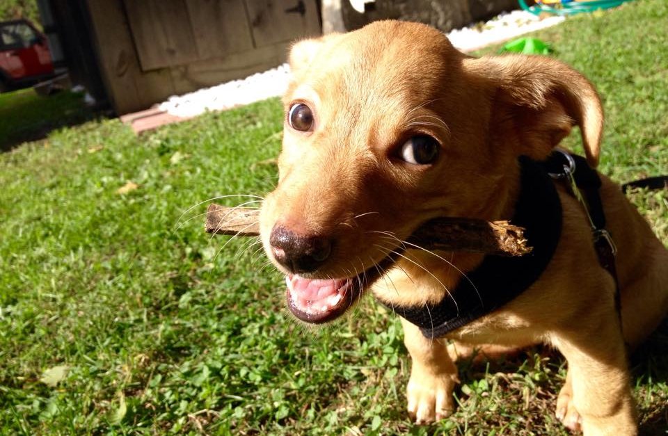 A shelter dog love story for #AdoptAShelterDogMonth | Grok Nation