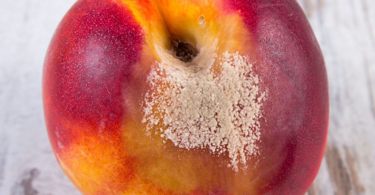 Yeast Infection 101: An OBGYN tells us how to prevent and treat them