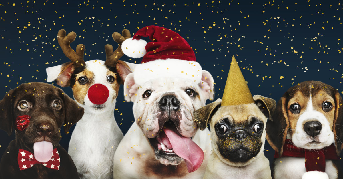 How to celebrate the holidays with your pets | Grok Nation